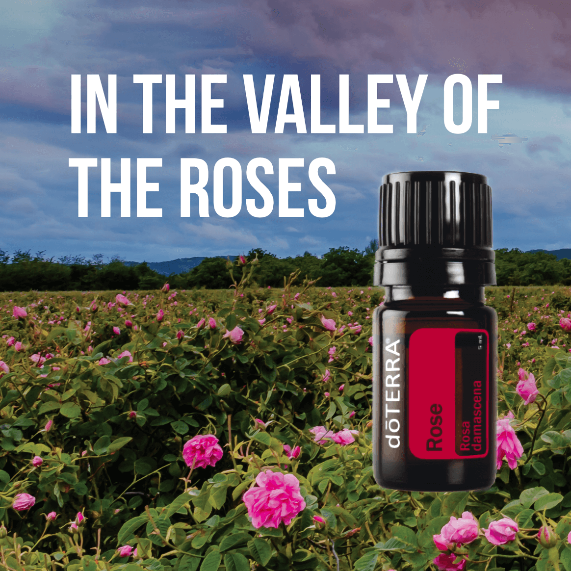 In the Valley of the Roses | doTERRA Essential Oils – Home Essential Oils
