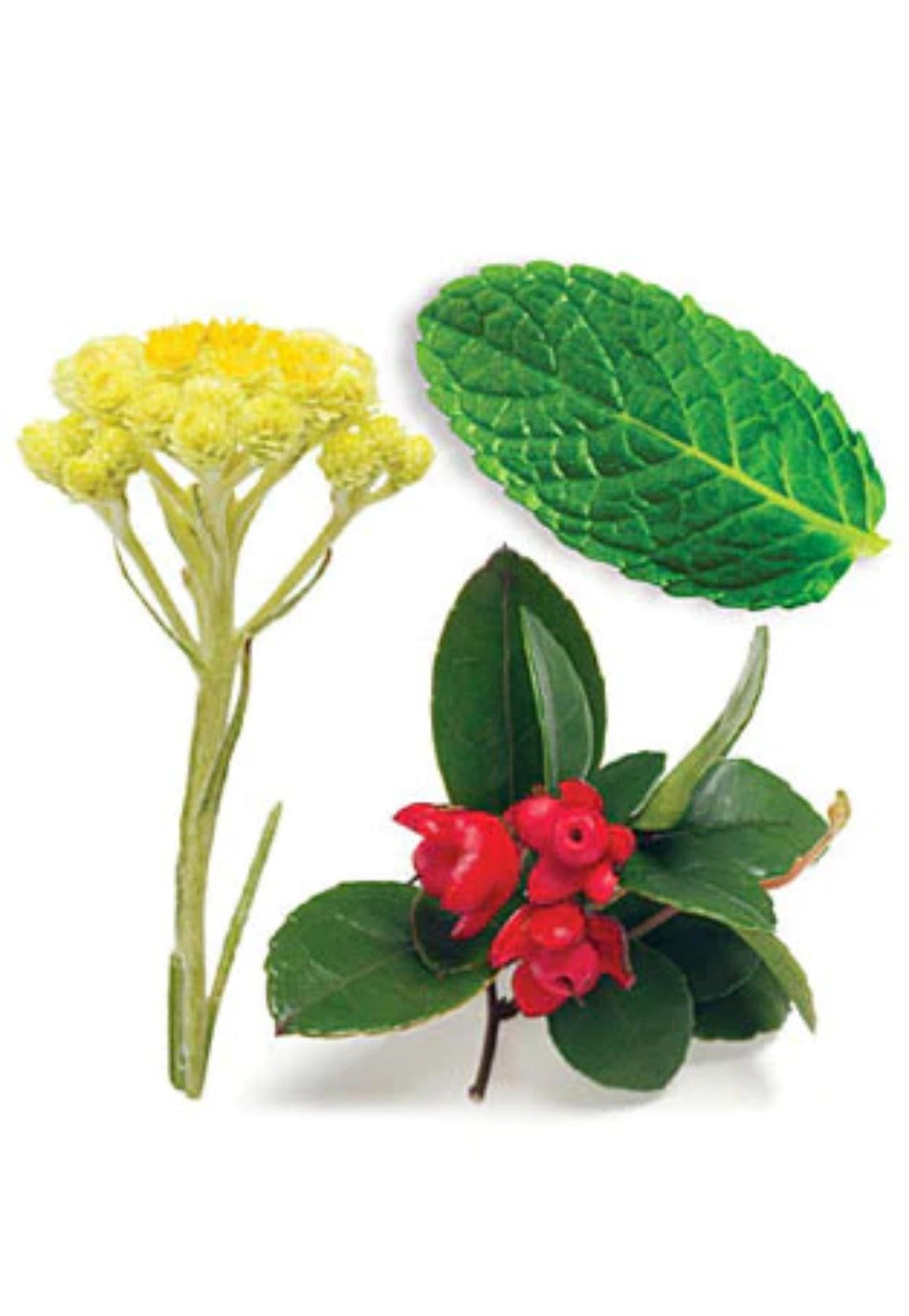 doTERRA Deep Blue Roll-on | dōTERRA – Home Essential Oils