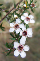 doTERRA Manuka Touch Roll-on | dōTERRA – Home Essential Oils