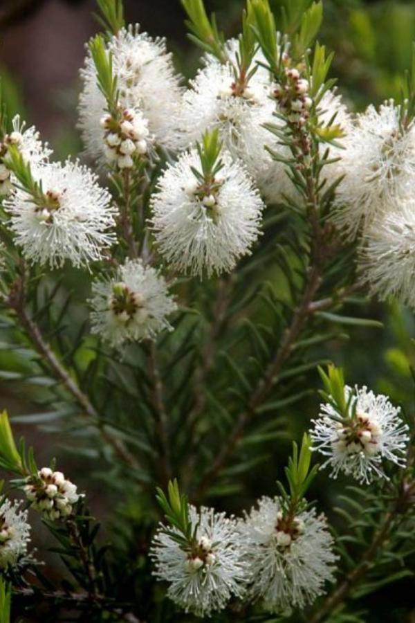 doTERRA Rosalina Essential Oil | doTERRA – Home Essential Oils